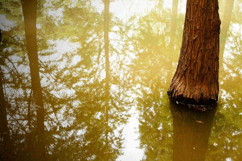 Stagnate – Ministry Pass